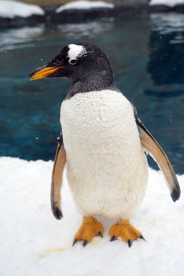 One Penguin Standing Alone on Snow Stock Image - Image of penguin ...