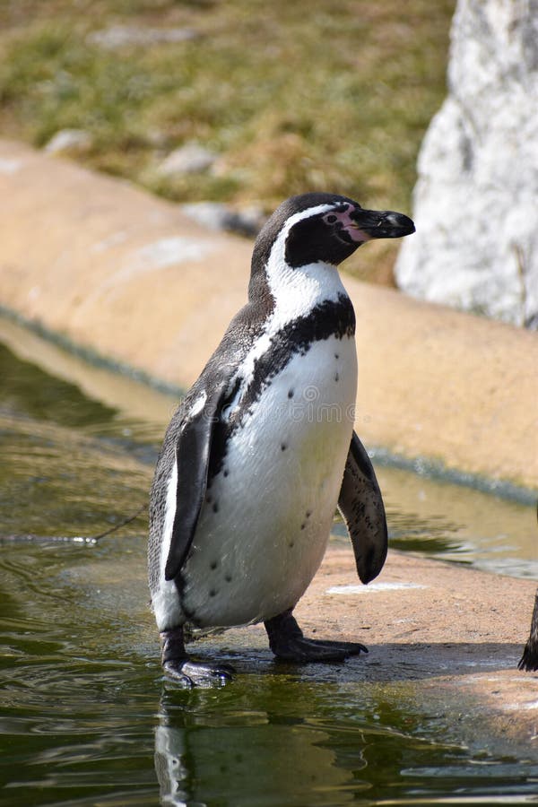 One Penguin is Walking Along a Shore of a Lake Stock Image - Image of ...