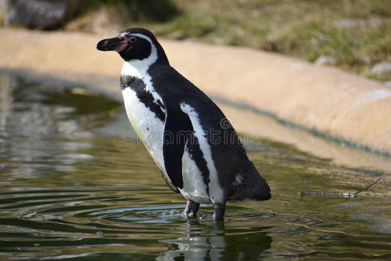 One Penguin is Walking Along a Shore of a Lake Stock Photo - Image of ...
