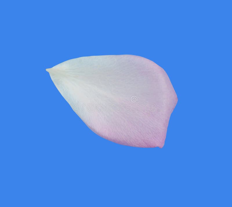One Petal, of a Rose Flower, on a Blue Background in Isolation Stock ...