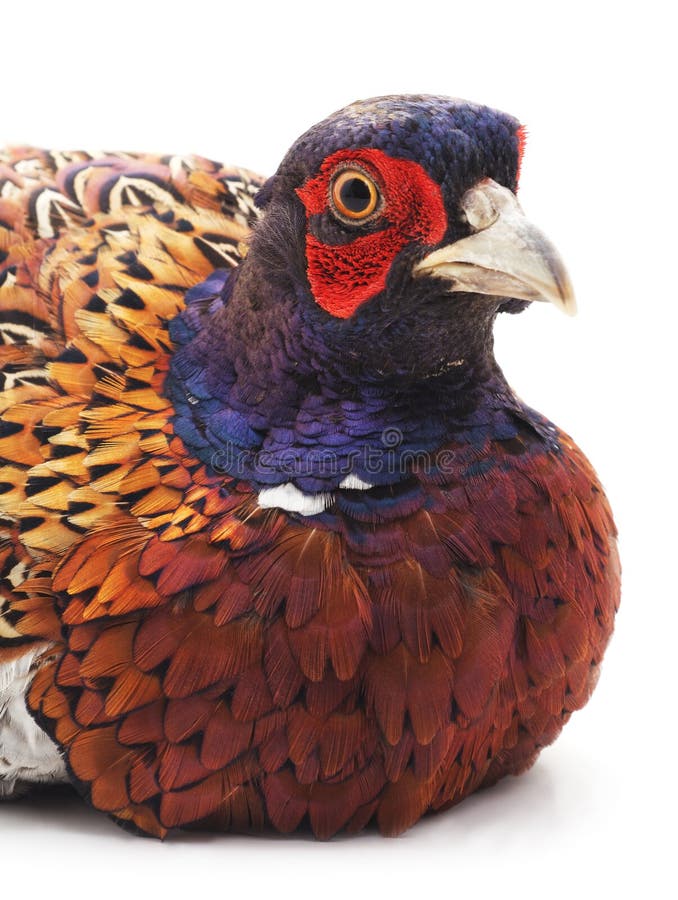 One big pheasant. stock image. Image of cockerel, domestic - 110259867