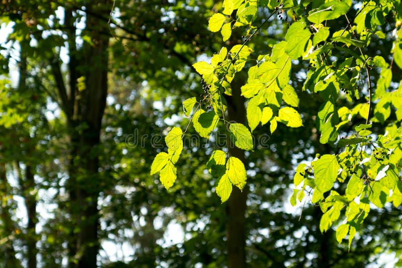 Leaves on a tree in summer stock photo. Image of garden - 142490152
