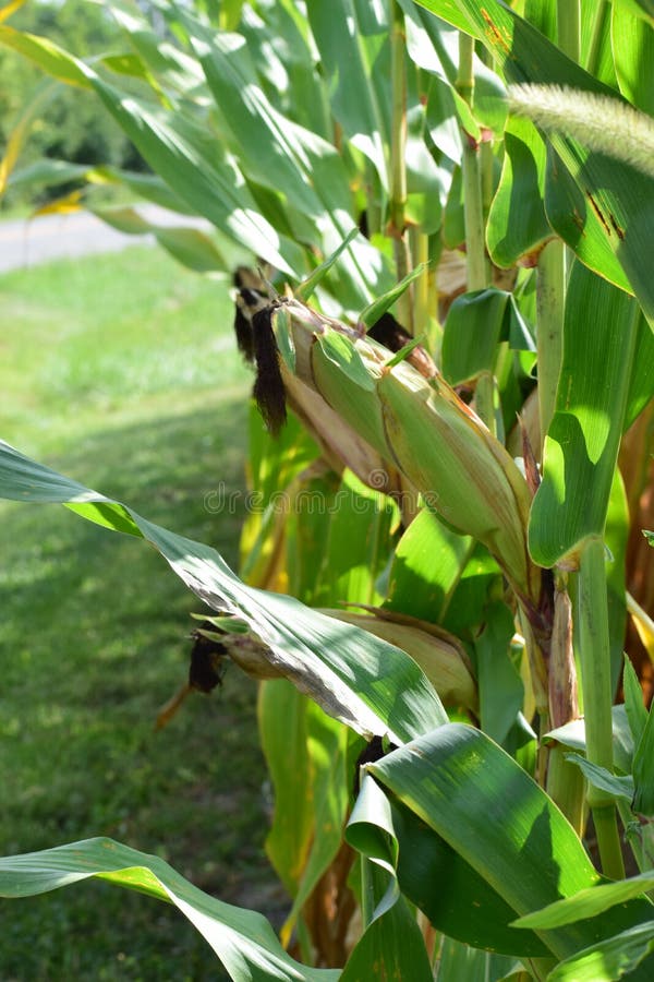 Corn in the Stalk Growing stock photo. Image of woods - 99378900