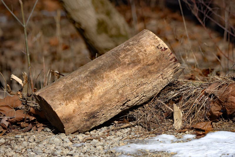 One Piece of a Cut Log on the Side of a Trail Stock Photo - Image of ...