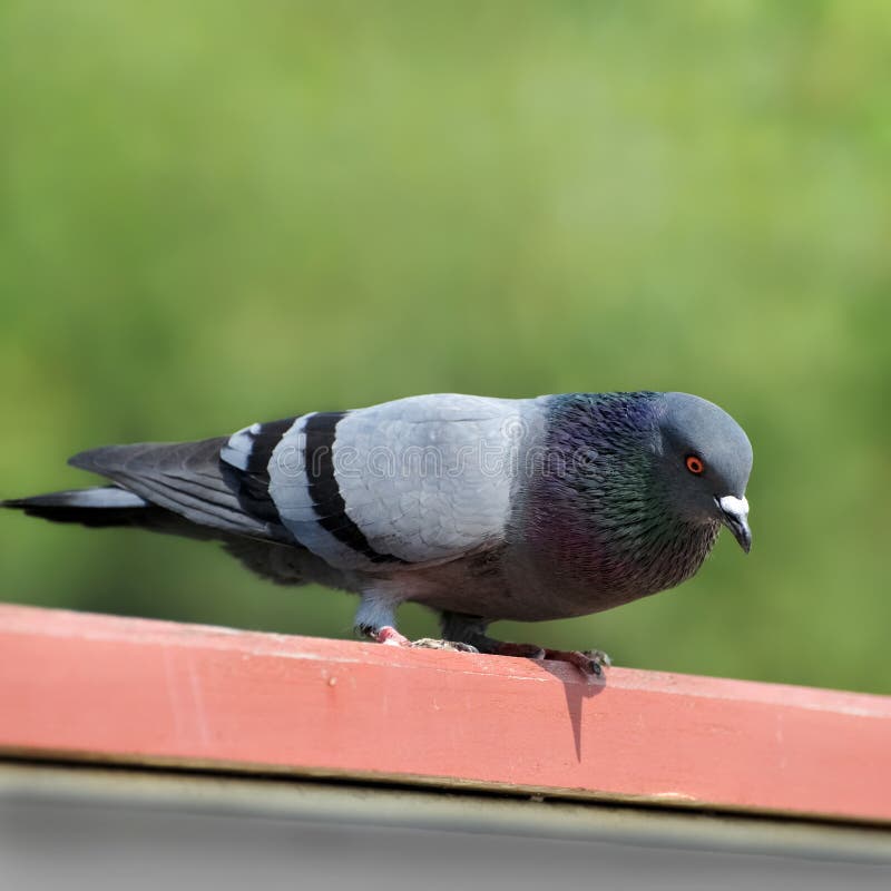 One pigeon. stock photo. Image of view, bird, pigeon - 24803072