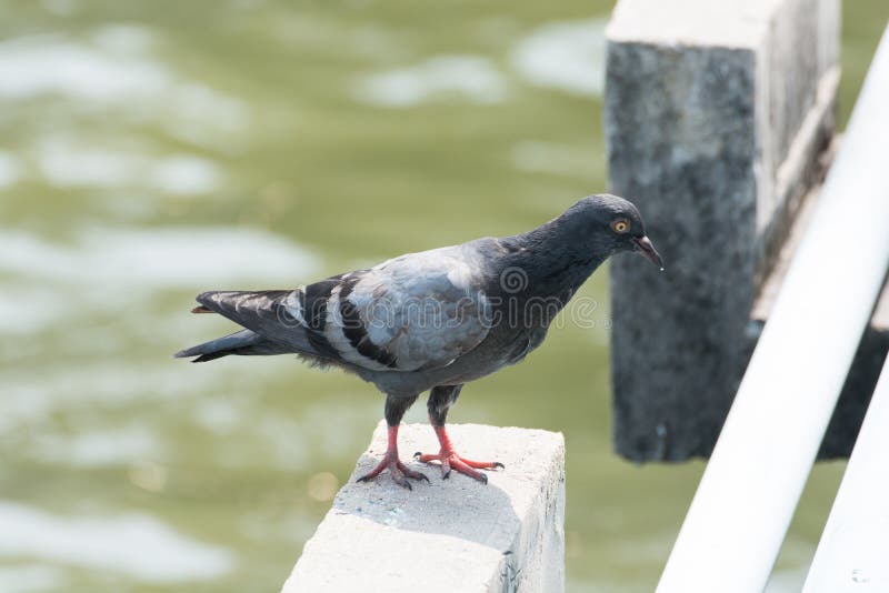 One pigeon stock image. Image of colorful, grey, color - 37150001