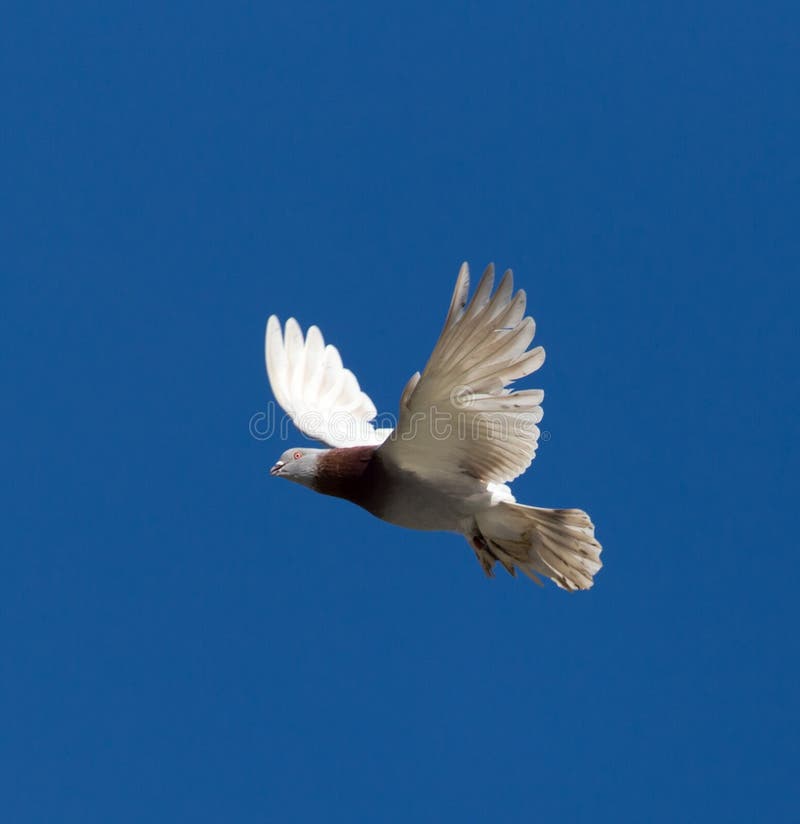 One Pigeon in Flight Against a Blue Sky Stock Image - Image of beauty ...