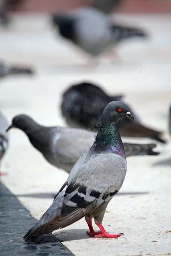 Pigeons stock photo. Image of post, house, pigeon, bird - 15428424