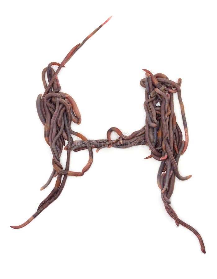 Pile of earthworms stock image. Image of fishing, isolated - 252259793