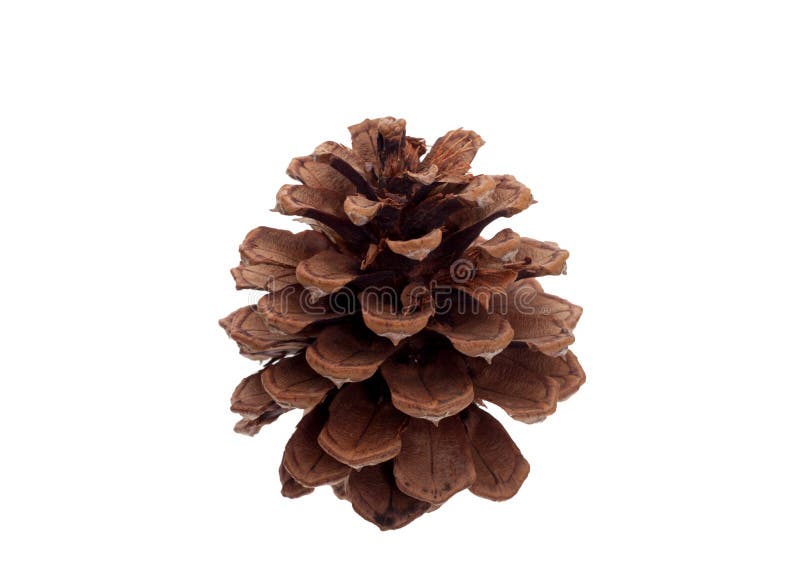 One pine cone isolated stock photo. Image of autumn, thorny - 30696290