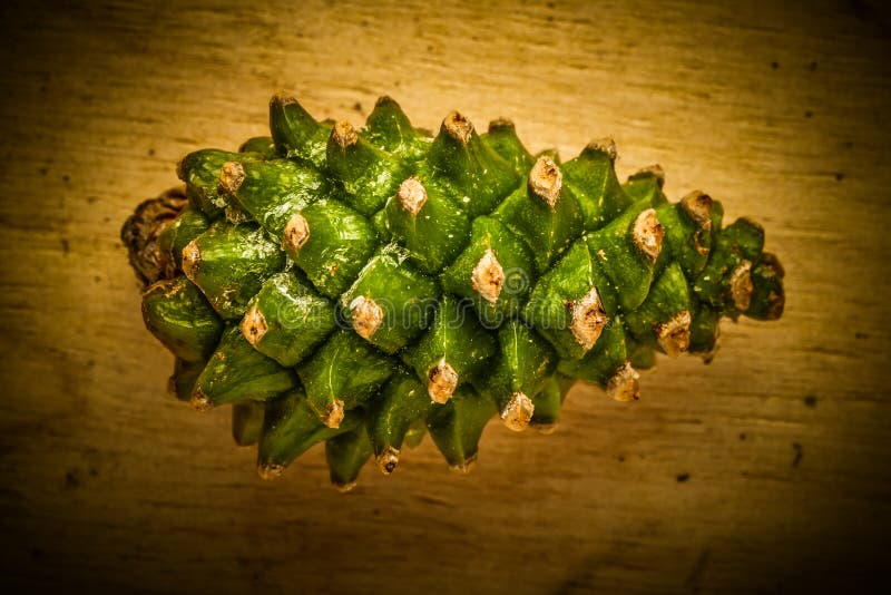One Pine Cone on a Monochrome Background. Toned Stock Image - Image of ...