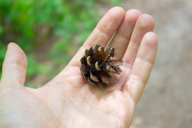 One Pine Cone in an Open Male Stock Image - Image of celebration, cedar ...