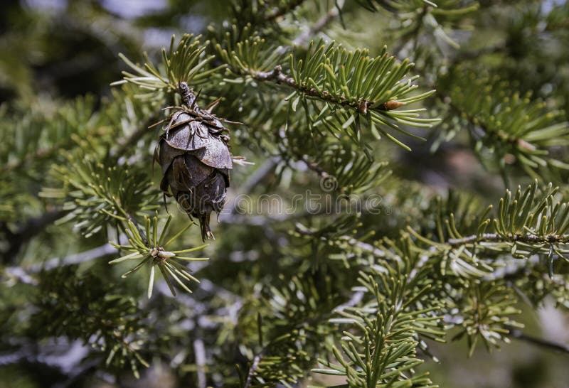 One pine cone on pine tree stock photo. Image of tree - 73094646