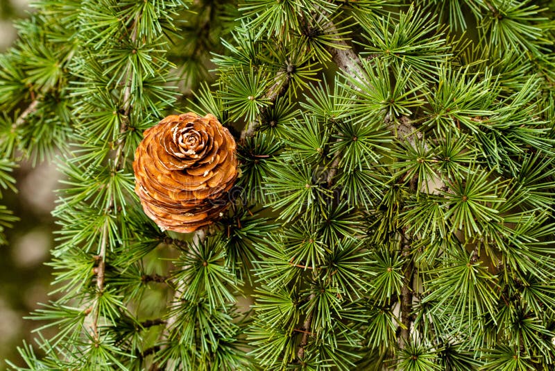 One Pine Cone Stands between the Leaves of the Pine Tree. Stock Photo ...