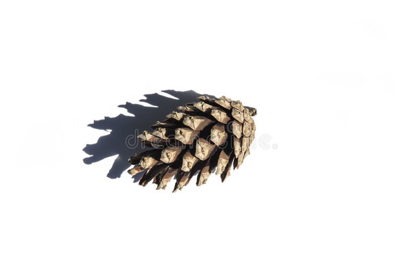 One Pine Cone on White Background Stock Image - Image of design, nature ...