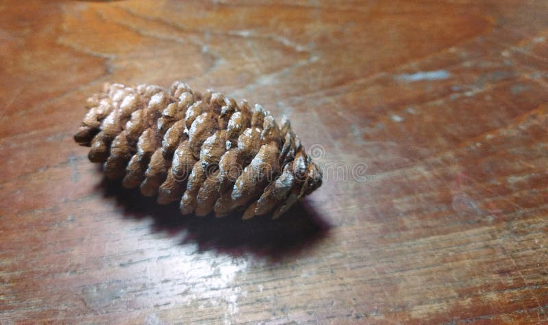 One Pine Cone on a Wooden Table Stock Photo - Image of gardening ...