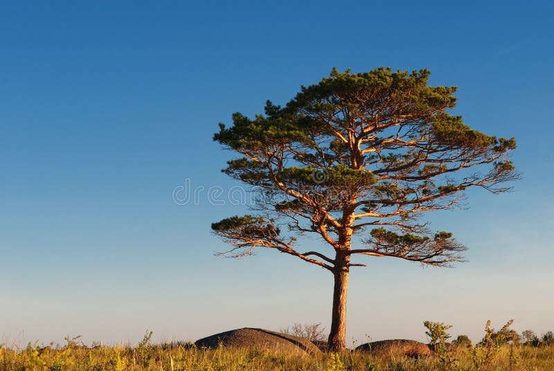 One pine tree and snow stock photo. Image of cloud, nature - 10892734
