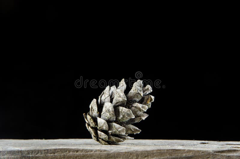 One pine tree cone stock image. Image of pinecone, traditional - 46686907