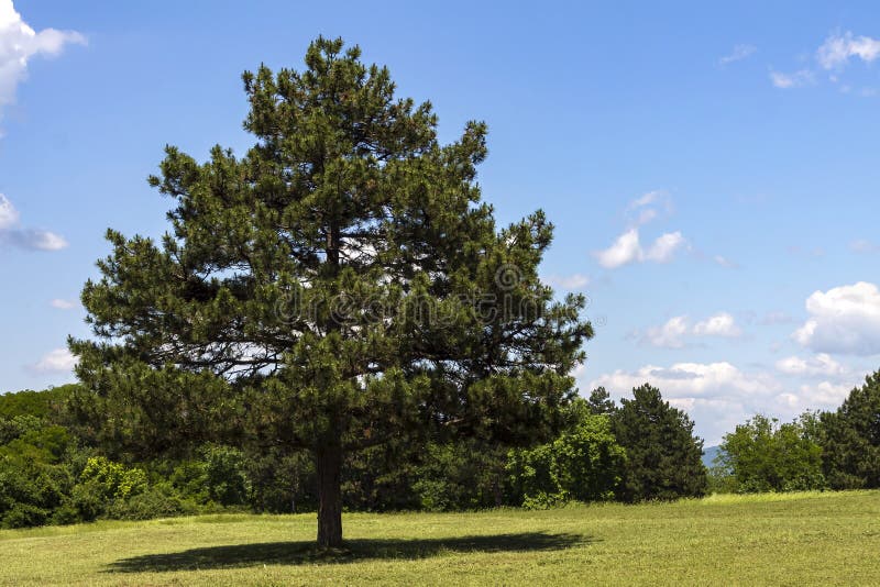 One pine tree on a meadow stock image. Image of lonely - 221159007