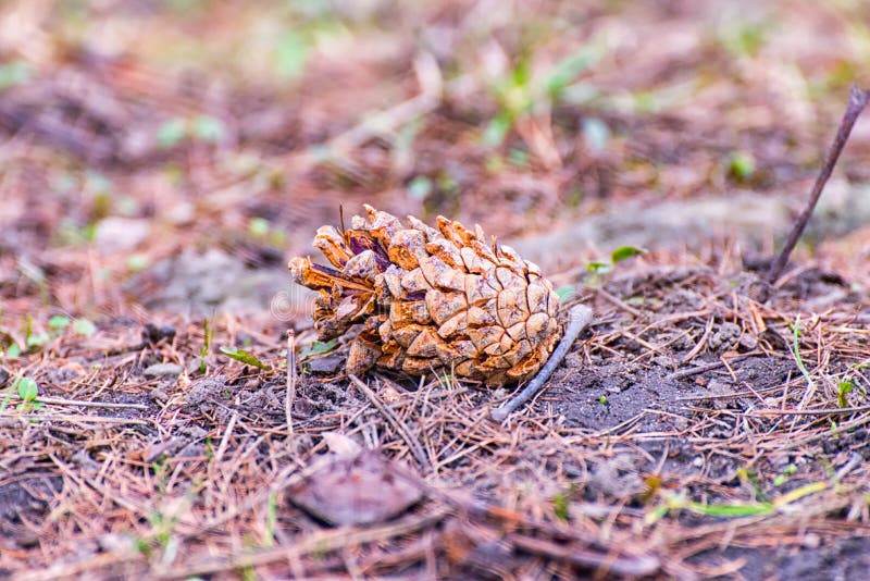 Pine Trees on the Ground in the Forest Stock Photo - Image of botany ...