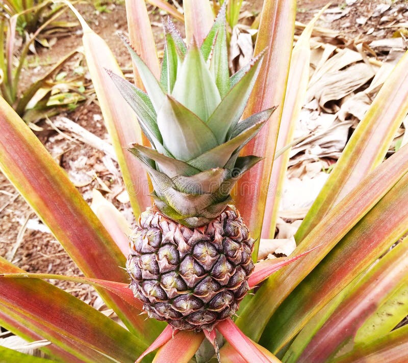 One Pineapple on a Garden Tree Stock Photo - Image of crust, garden ...