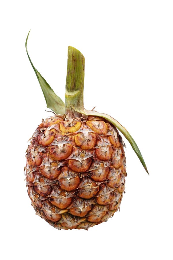 One Pineapple Isolated on White Stock Image - Image of eating, orange ...