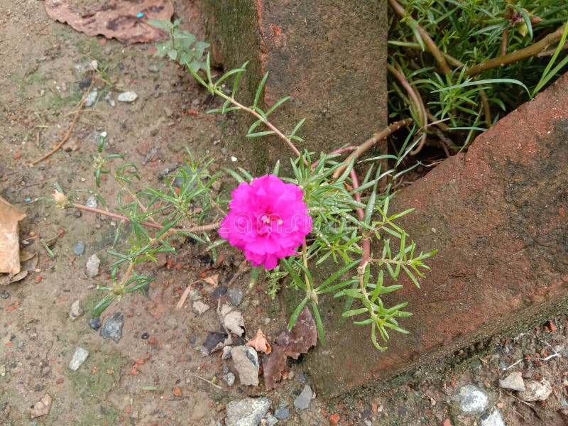 One Tiny Flower Blossom is Beautiful Stock Photo - Image of green ...