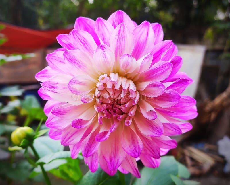 One pink daliya flower. stock photo. Image of young - 184479644