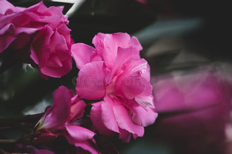 One pink flower stock image. Image of color, nature - 153559913
