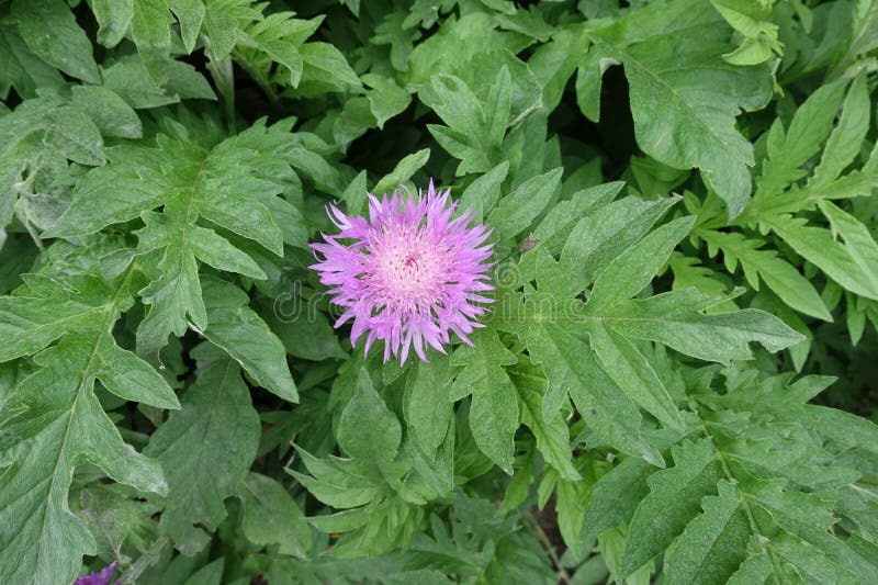 One Pink Flower in the Leafage of Centaurea Dealbata Stock Image ...