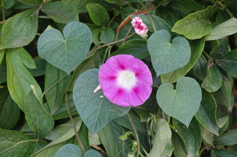 One Pink Flower in the Leafage of Ipomoea Purpurea Stock Photo - Image ...