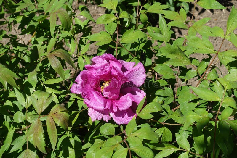 One Pink Flower in the Leafage of Tree Peony Stock Image - Image of ...