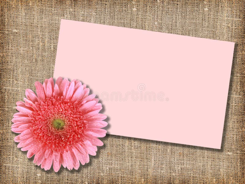 One Pink Flower Isolated on White Background Stock Photo - Image of ...