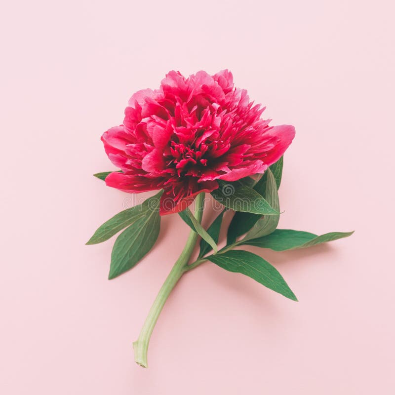 One pink flower. stock image. Image of bloom, copy, bright - 125495193