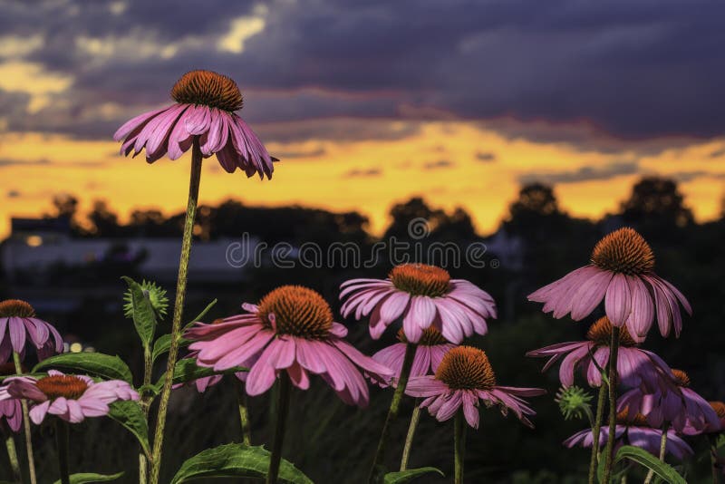 One Pink Flower Standing Above the Rest at Sunset Stock Image - Image ...