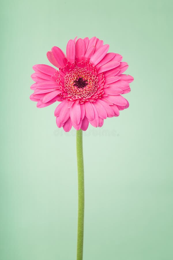 Germini flower stock image. Image of bloom, circle, germini - 30431773