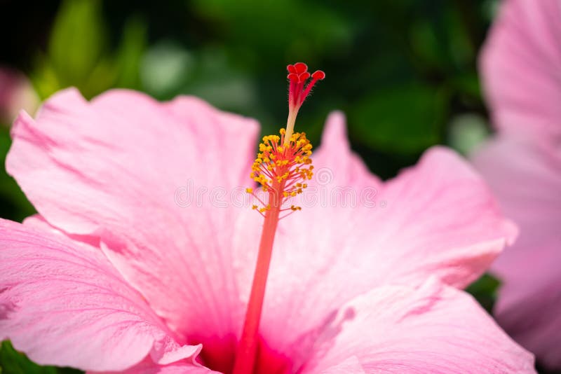 One Pink Hibiscus Flower Close Up Side View Stock Image - Image of ...