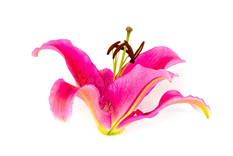One Pink Lily Flower Isolated on White Stock Photo - Image of floral ...