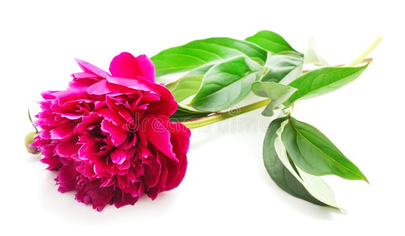 One pink peony stock image. Image of detail, leaf, pink - 181591119