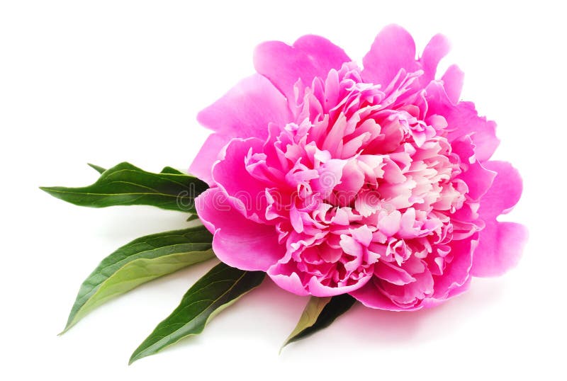 One pink peony with leaves stock photo. Image of event - 172784386