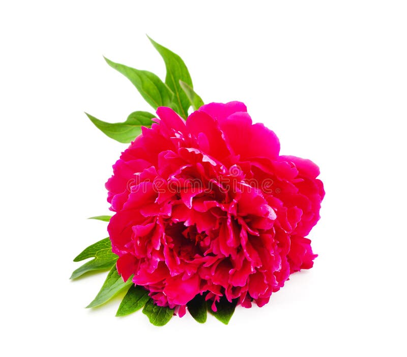 One pink peony with leaves stock photo. Image of green - 173419018