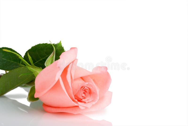 One pink rose stock image. Image of smell, romance, birthday - 5068049