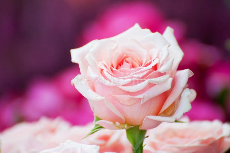 One pink rose above stock photo. Image of flowers, bouquet - 15387338