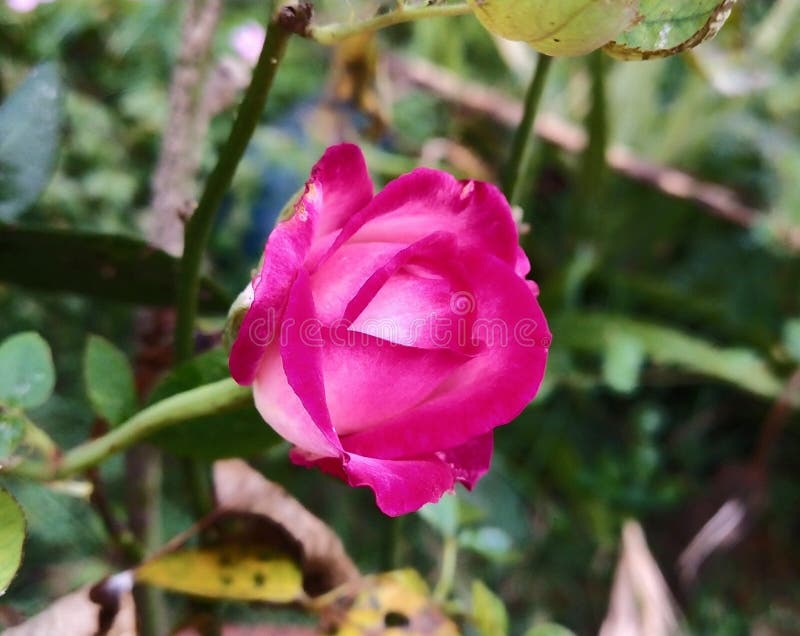 One Pink Rose stock image. Image of rose, pink, beautiful - 144079389