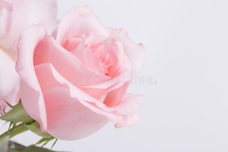 One pink rose closeup stock photo. Image of beautiful - 84525402