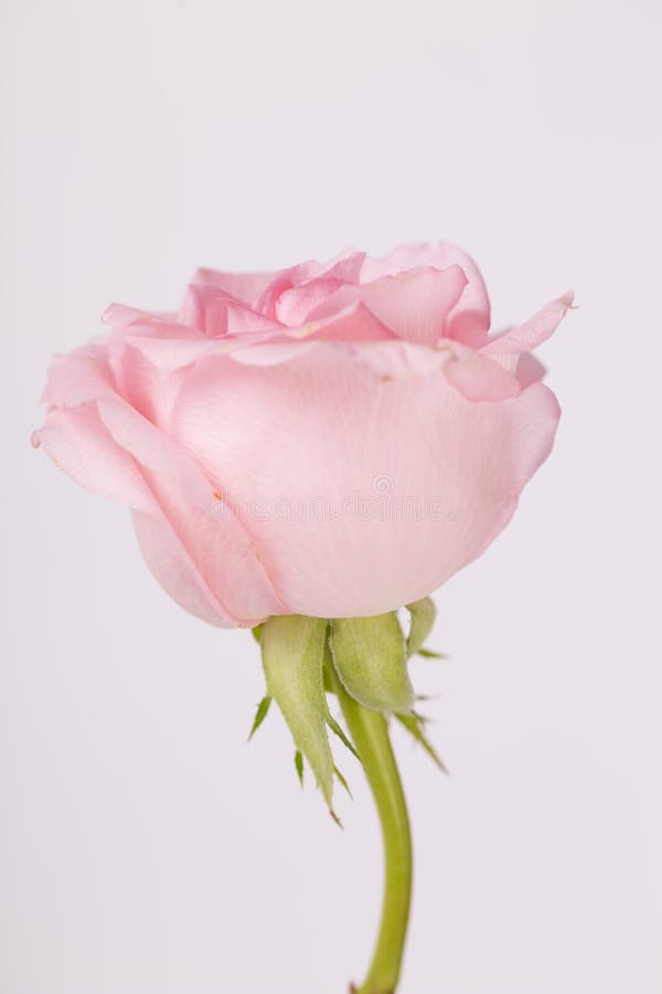 One pink rose closeup stock photo. Image of baby, coral - 84525526