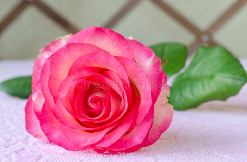 One Pink Rose Closeup on the Table Stock Photo - Image of love, large ...