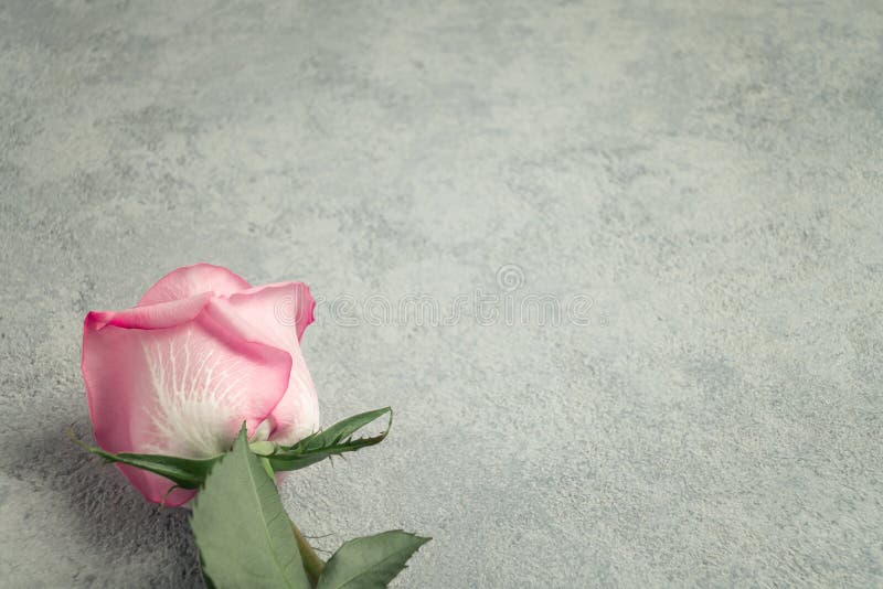 One Pink Rose on a Concrete Surface, Template for Design or Greeting ...