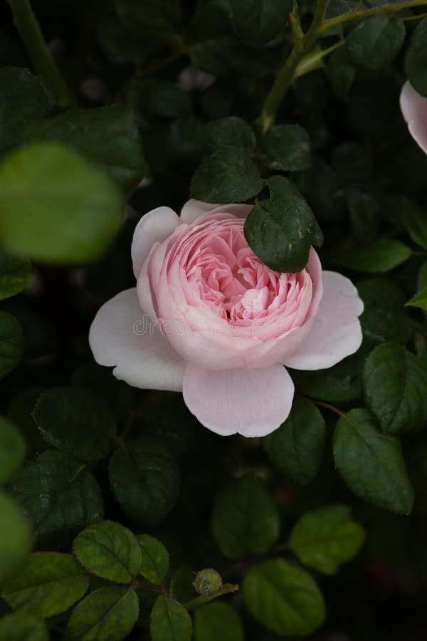 One Pink Rose on Dark Leaves Background Flowers Stock Photo - Image of ...