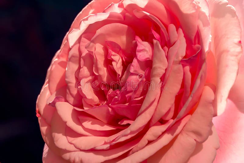 One Pink Rose Flower Very Close Up Stock Photo - Image of floral ...